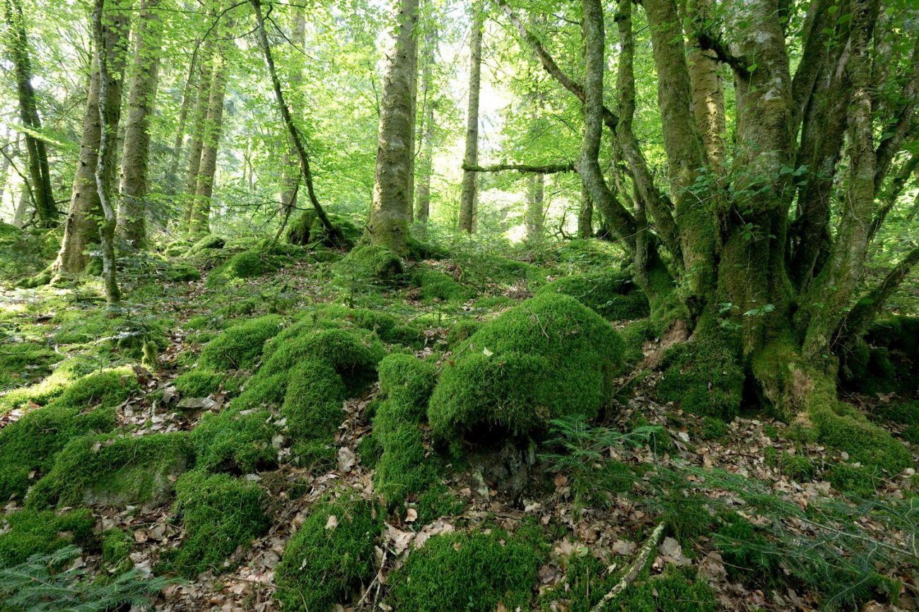 MORVAN : «La forêt subit de plein fouet le réchauffement climatique ...